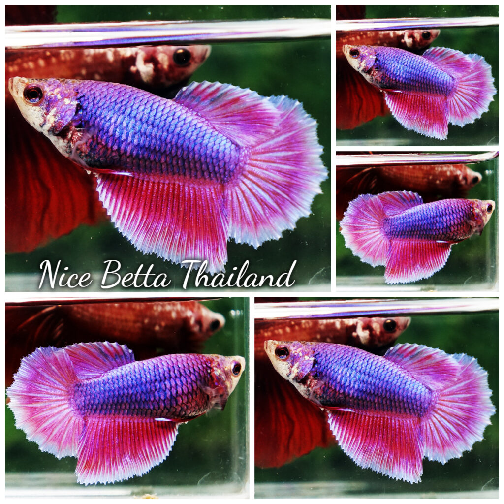 Betta fish Female HM Queen Royal Lavender Rosetail - nicebettathailand.com