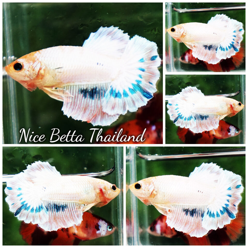 Betta fish Female HM Magical White Tricolors - nicebettathailand.com