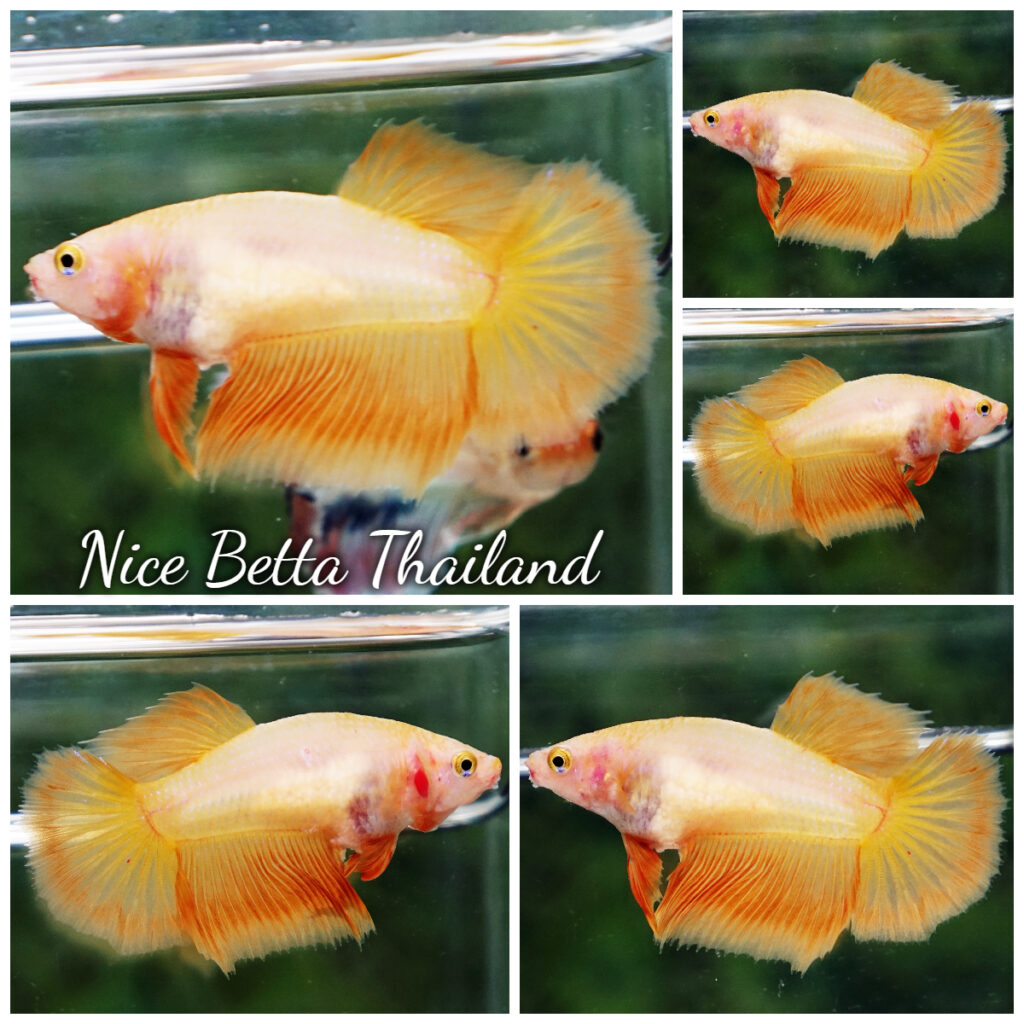 Yellow Betta Fish for Sale - nicebettathailand.com