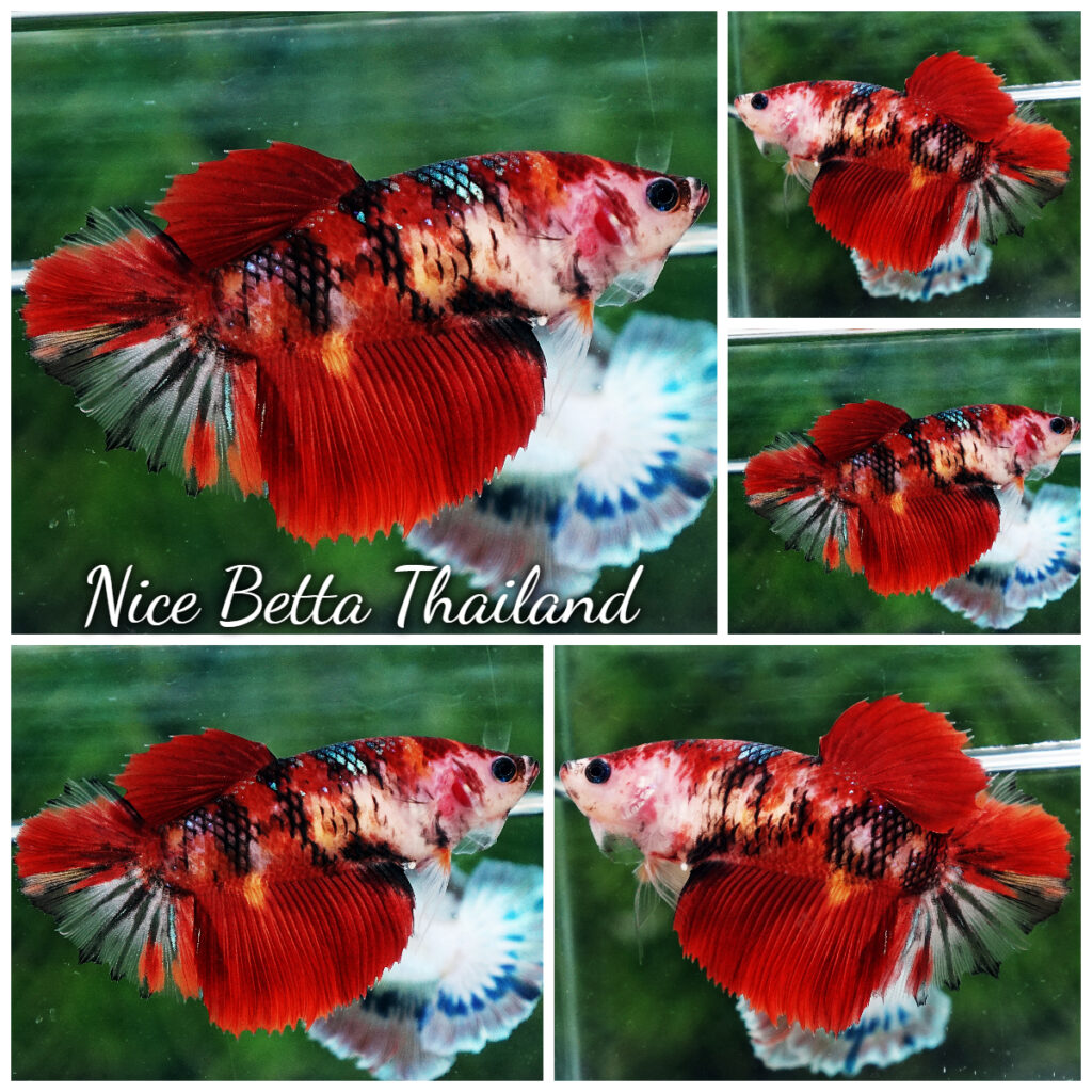 Betta fish Female HM Red Tiger Koi - nicebettathailand.com
