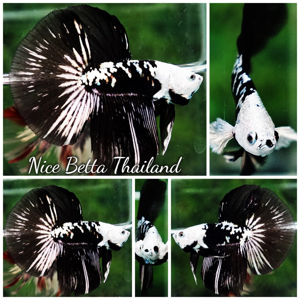 Betta fish HM Shadow Black Samurai Zombie Helmet (Rare ...