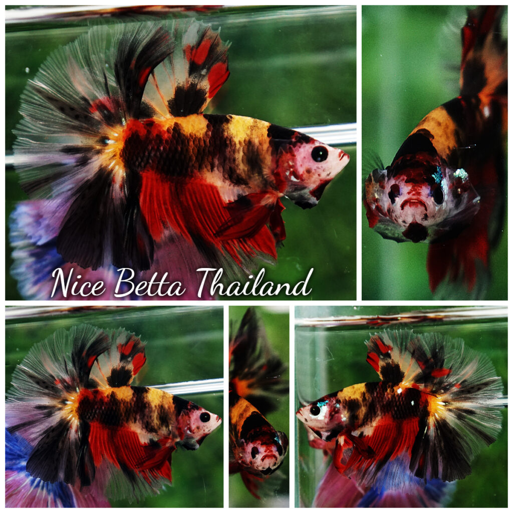 Betta fish OHM Tiger Black Nemo Sky Hawk - nicebettathailand.com