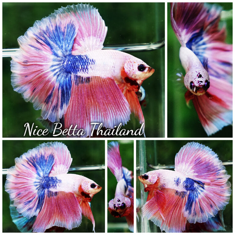 Betta fish OHM Magical Pink Blue Marble Rose tail - nicebettathailand.com