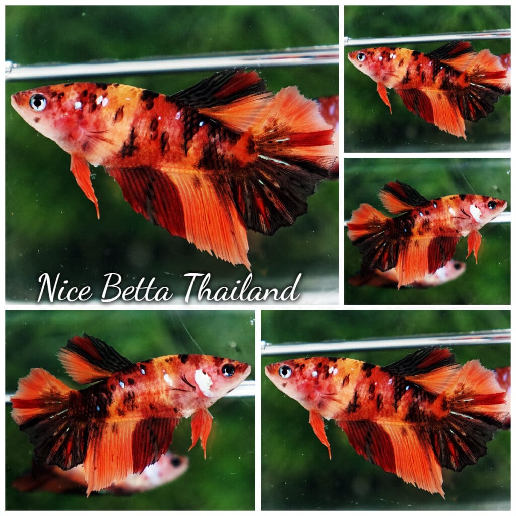 Betta fish Female HM Tiger Nemo - nicebettathailand.com