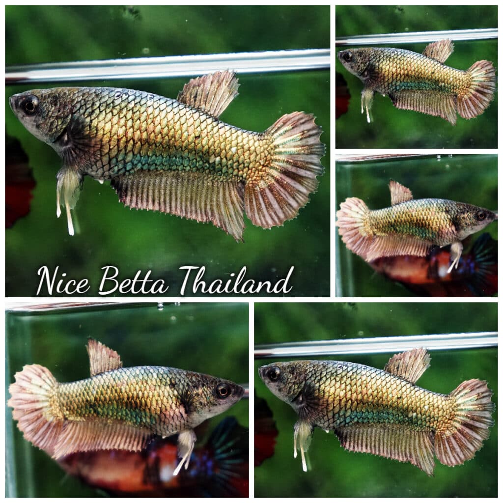 Betta fish Female HMPK Copper Gold - nicebettathailand.com
