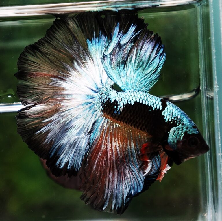 Betta fish OHM Samurai Halloween Warrior - nicebettathailand.com