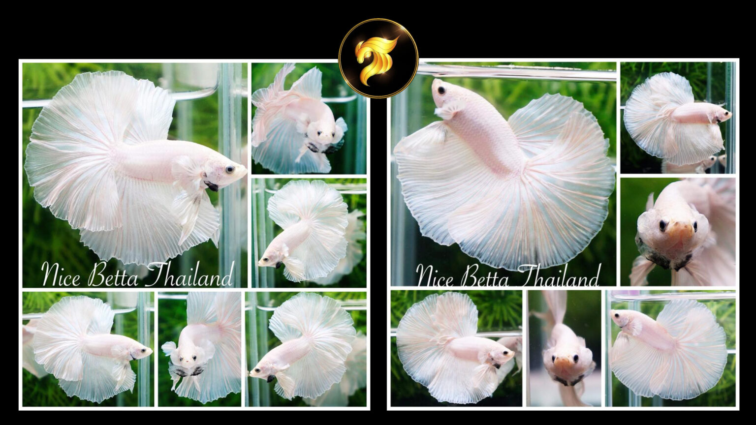 White betta fish