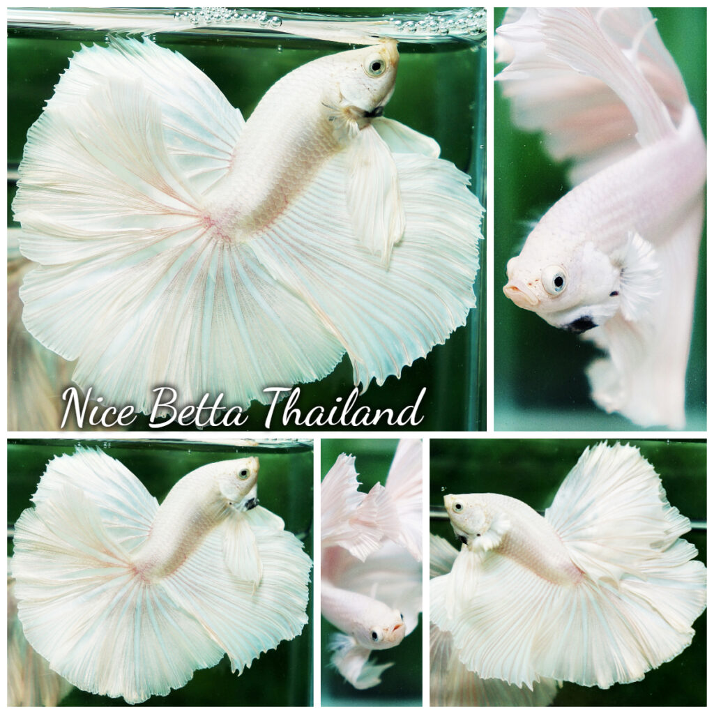 Betta fish OHM Rose Prince of Sparkle White Platinum ...