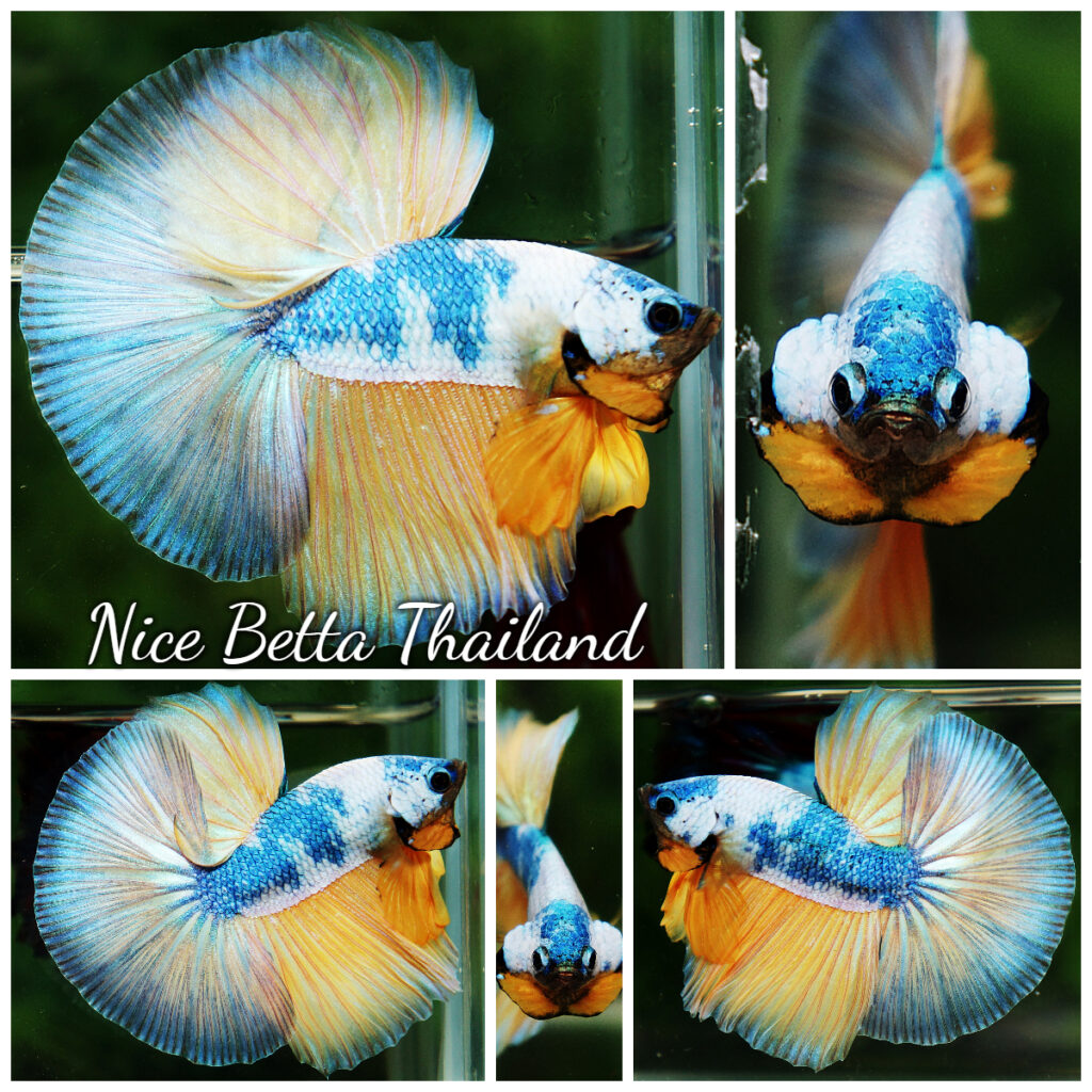 Betta fish OHM Prince of the Macaw - nicebettathailand.com
