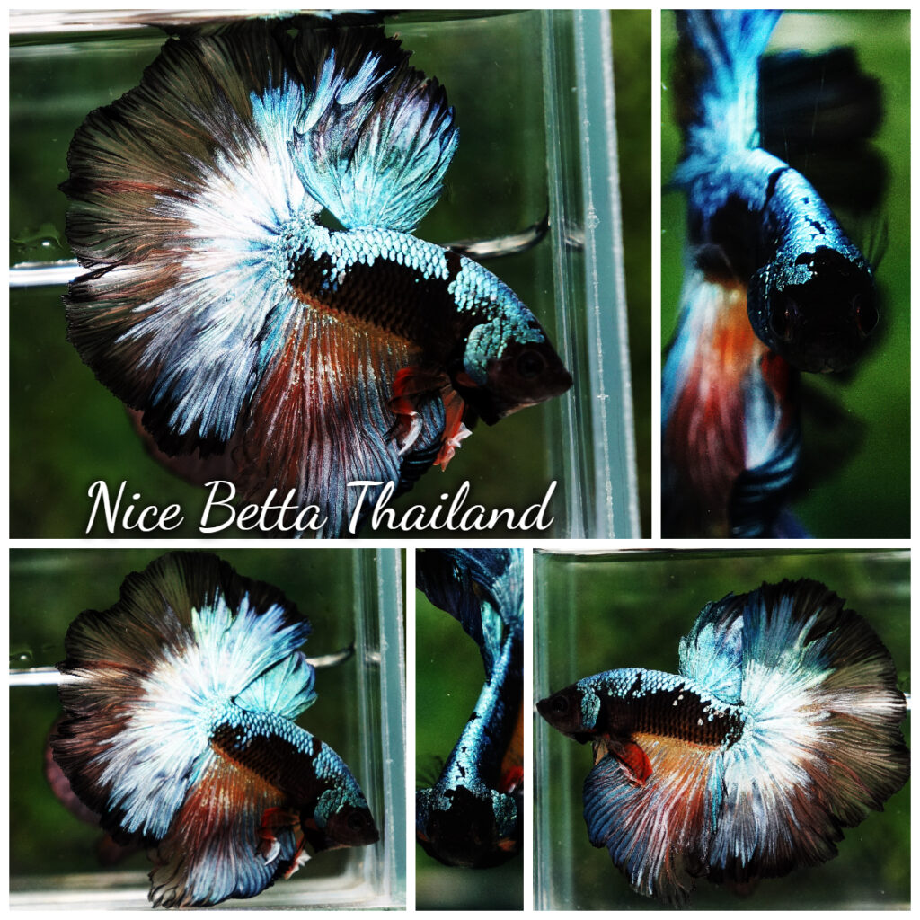 Betta fish OHM Samurai Halloween Warrior - nicebettathailand.com