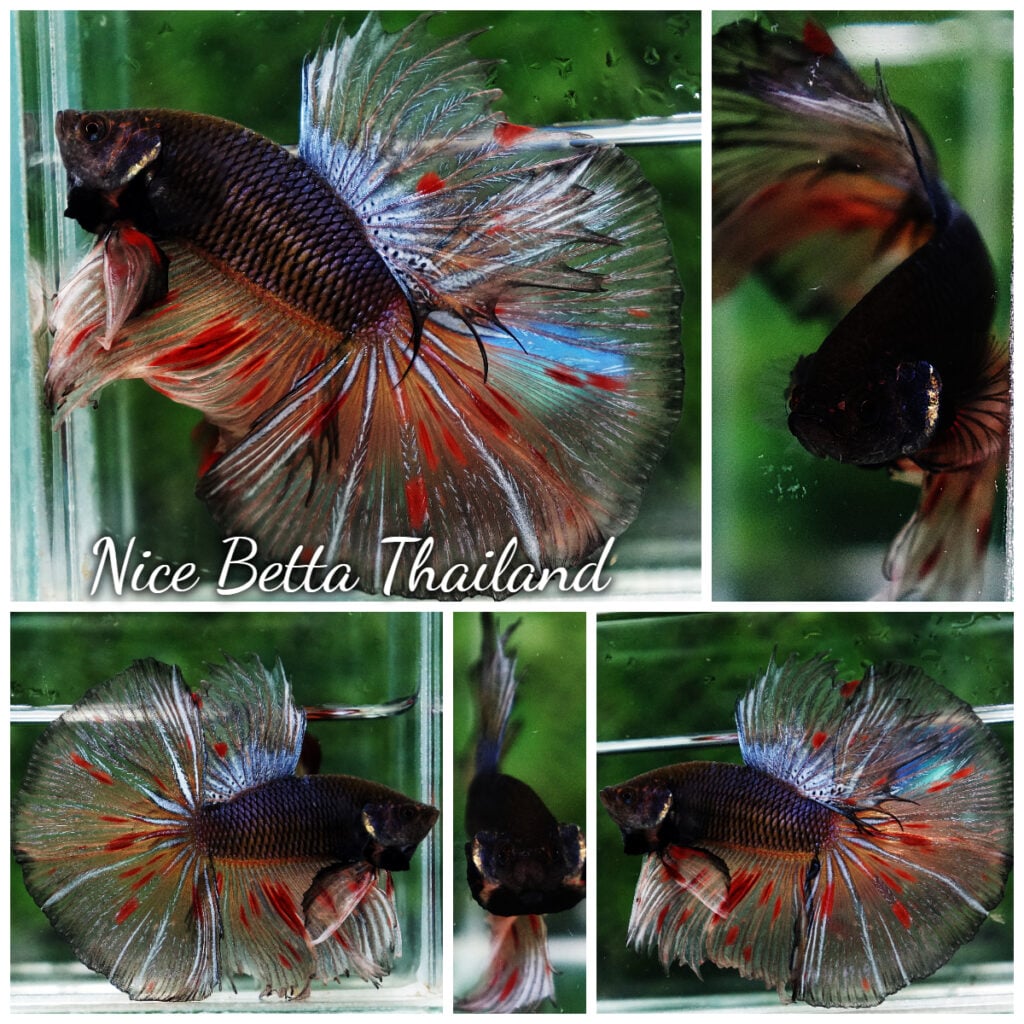 Betta fish HM Big Dark Amageddon Meteor - nicebettathailand.com