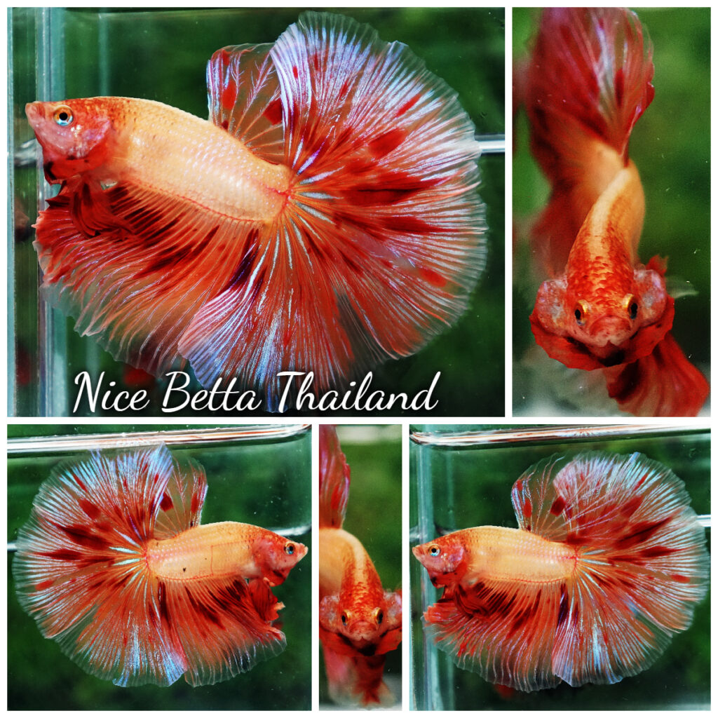 Betta fish OHM Big Armageddon Meteor - nicebettathailand.com