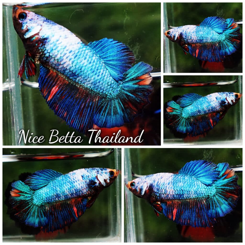 Betta fish Female HM Multicolor Blue Dragon - nicebettathailand.com