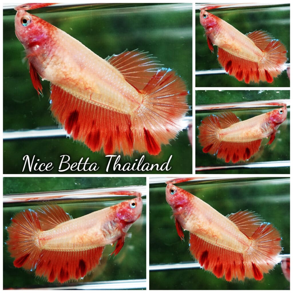 Betta fish Female Hm Amageddon Meteor - nicebettathailand.com