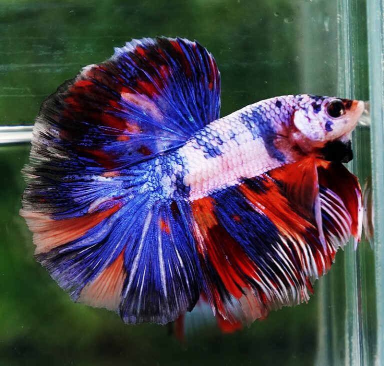 Betta fish HM Magical Multicolor Rainbow Series - nicebettathailand.com