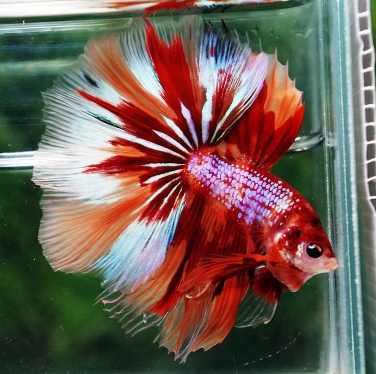 Betta fish OHM Nemo on Fire (Very Large size) - nicebettathailand.com