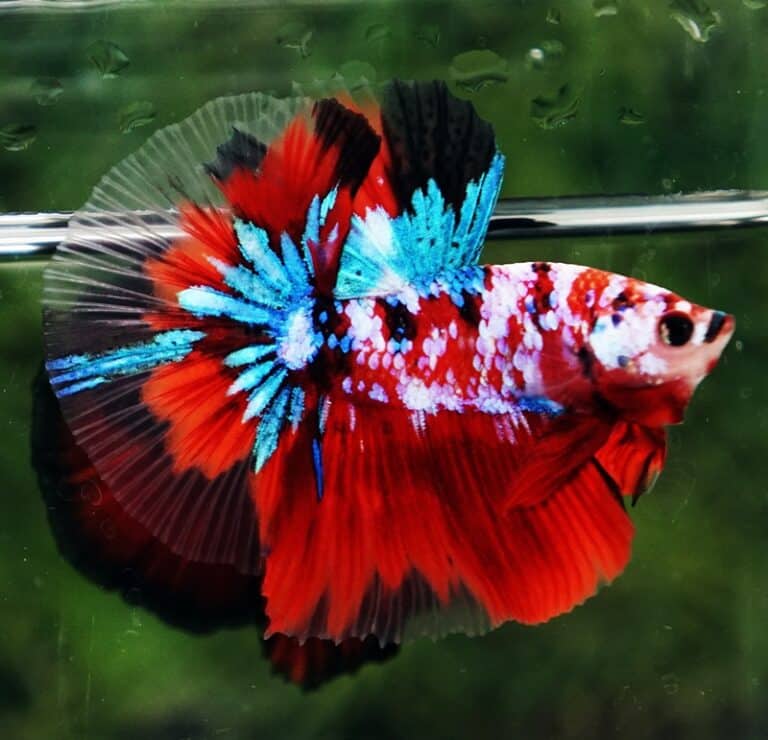 Betta fish OHM Original Classic Koi Galaxy - nicebettathailand.com