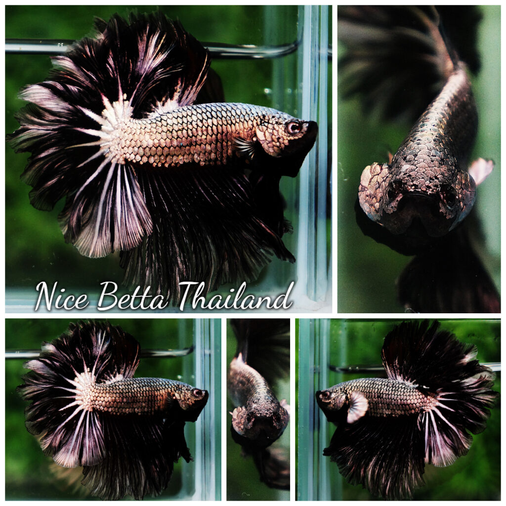 Betta fish Black Platinum Dragon Feather tail - nicebettathailand.com