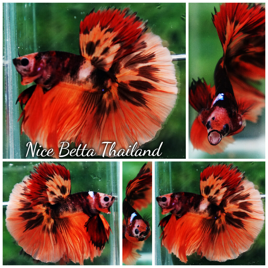 Betta fish HM Tiger Warrior - nicebettathailand.com