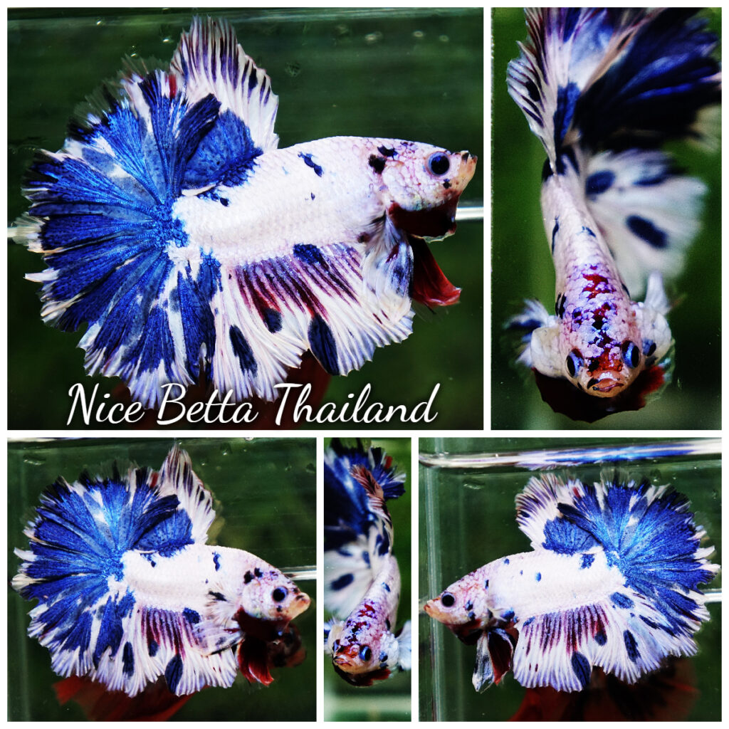 Betta fish OFT Fancy Marble Feather tail - nicebettathailand.com