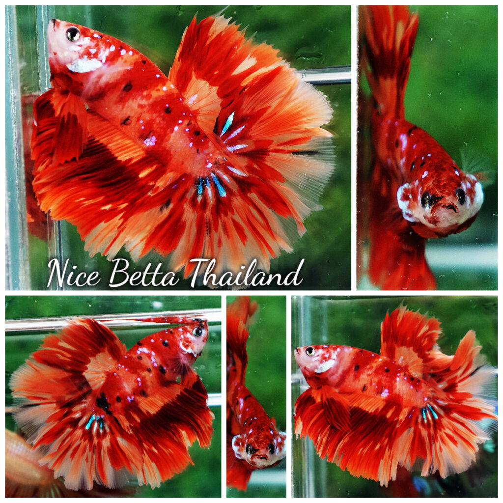 Betta fish HM Blaze Burn Phoenix - nicebettathailand.com