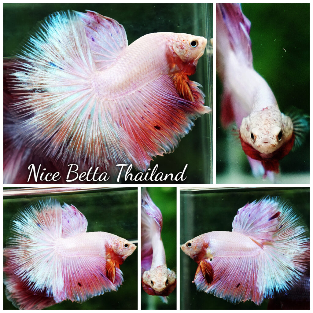 Betta fish OHM Platinum Pink Pony - nicebettathailand.com