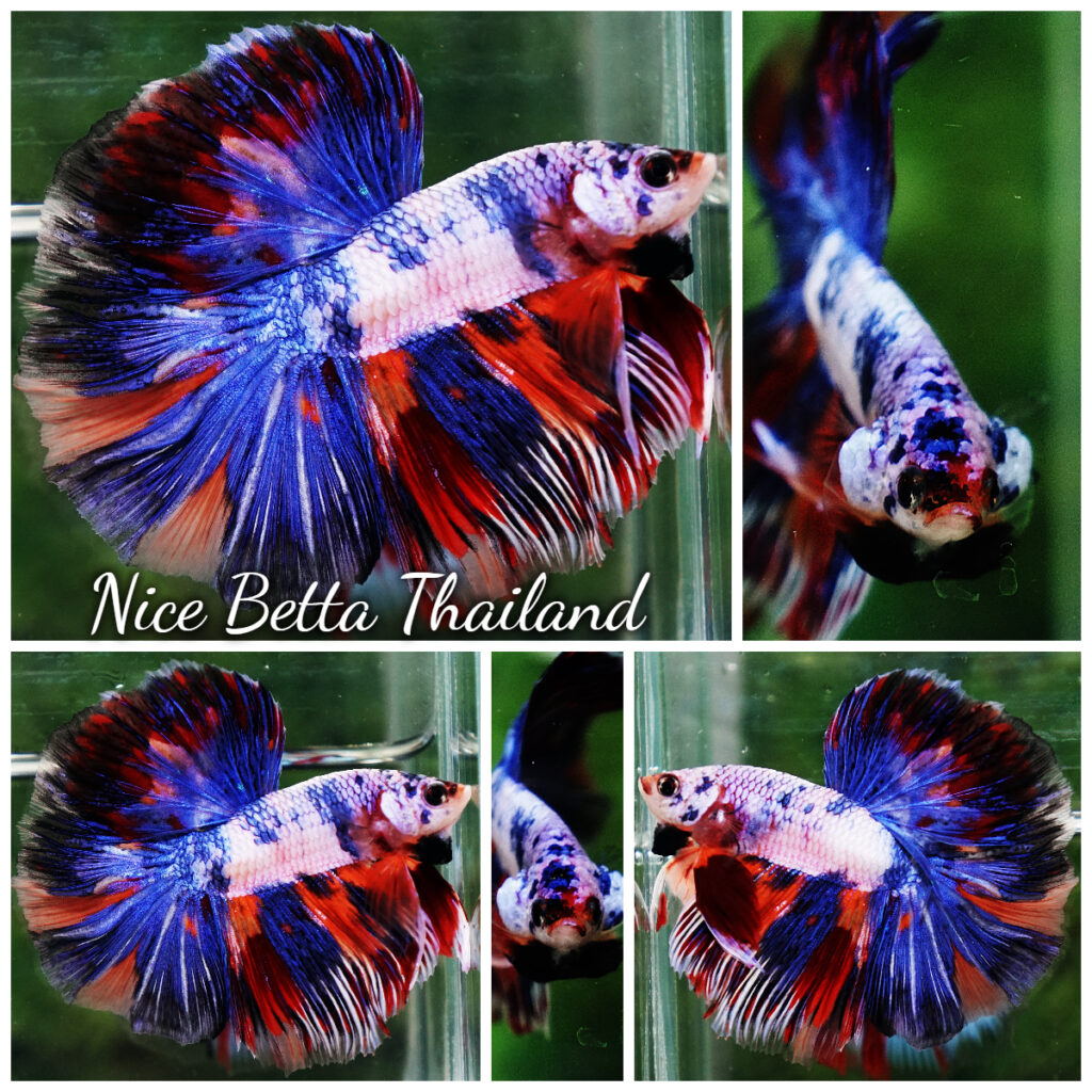 Betta fish HM Magical Multicolor Rainbow Series - nicebettathailand.com