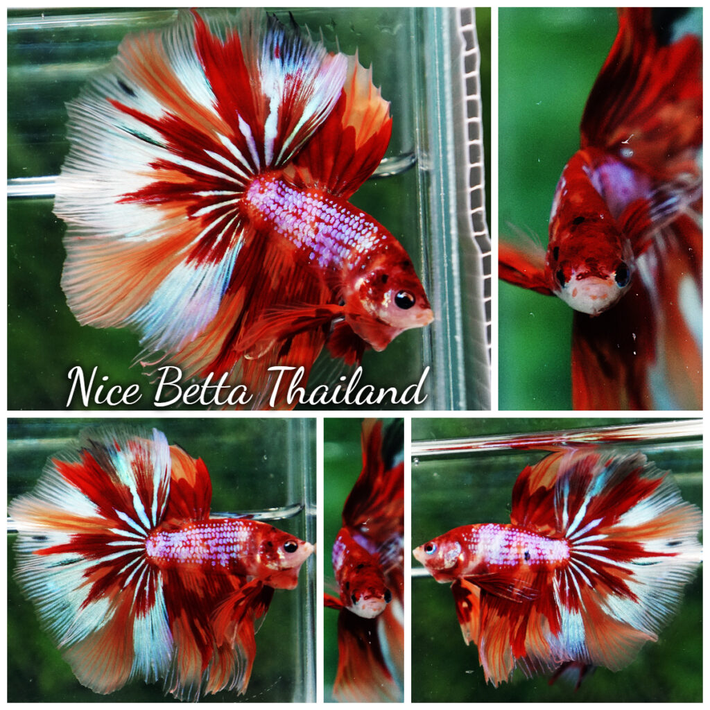 Betta fish OHM Nemo on Fire (Very Large size) - nicebettathailand.com