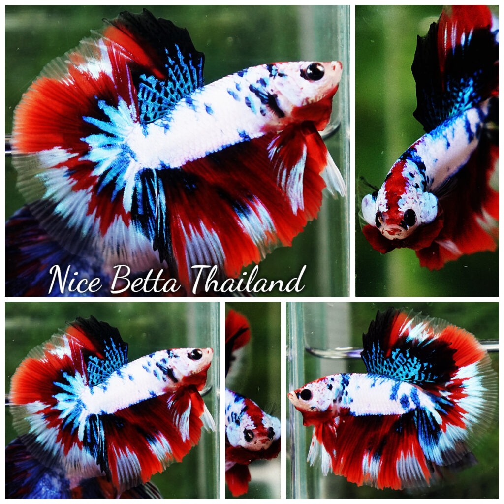 Betta fish HM Fancy Captian America (Comp Grade) - nicebettathailand.com