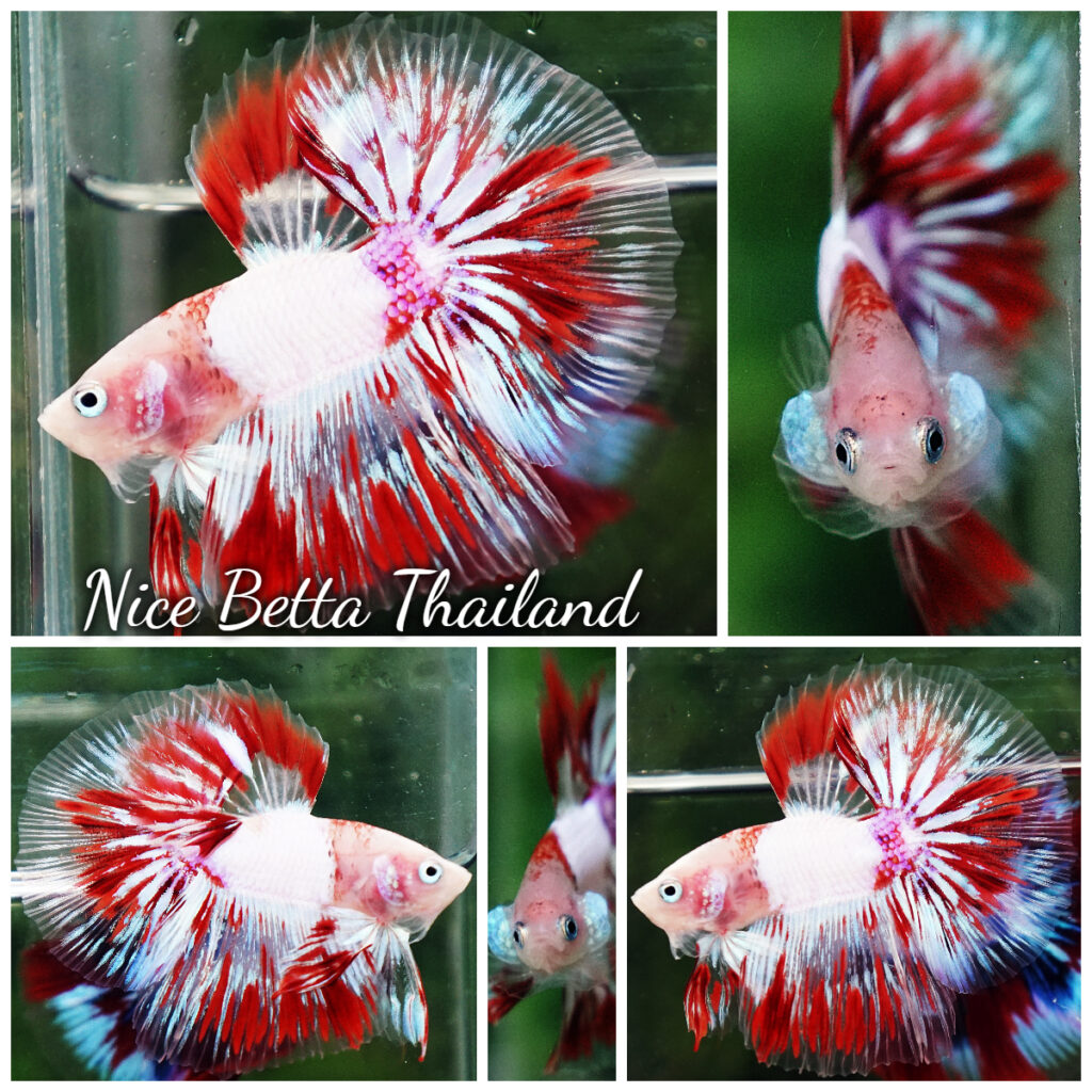 Betta fish OHM Kyokujitsu-ki flag Half Armor (Ultra Rare ...