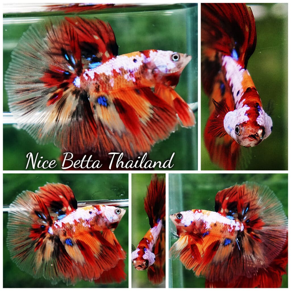 Betta fish HM Multicolor Candy Nemo Yellow Base - nicebettathailand.com