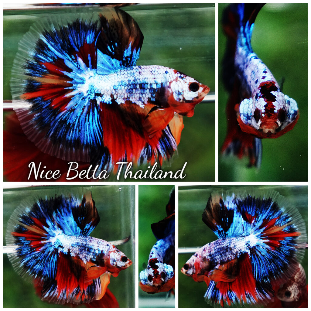 Betta fish OHM Thunder Rainbow - nicebettathailand.com