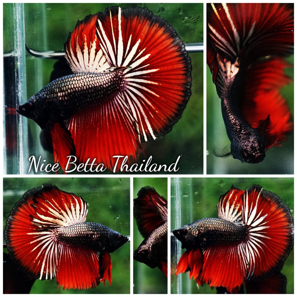 Betta fish HM Hell Boy Copper - nicebettathailand.com
