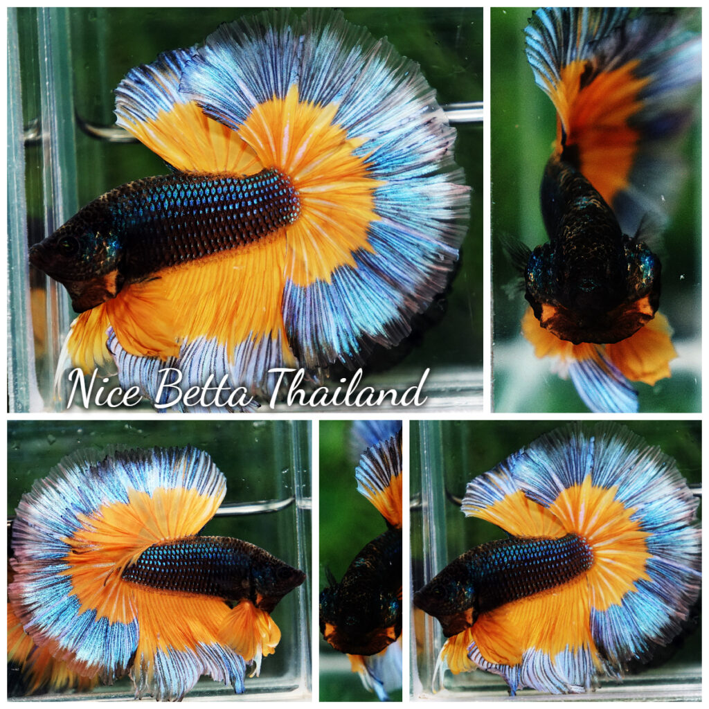 Betta fish OHM Emerald Mustard Gas Butterfly Sky Hawk (Comp grade ...