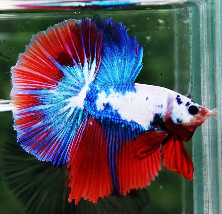 Betta fish HM Fancy Catain America - nicebettathailand.com