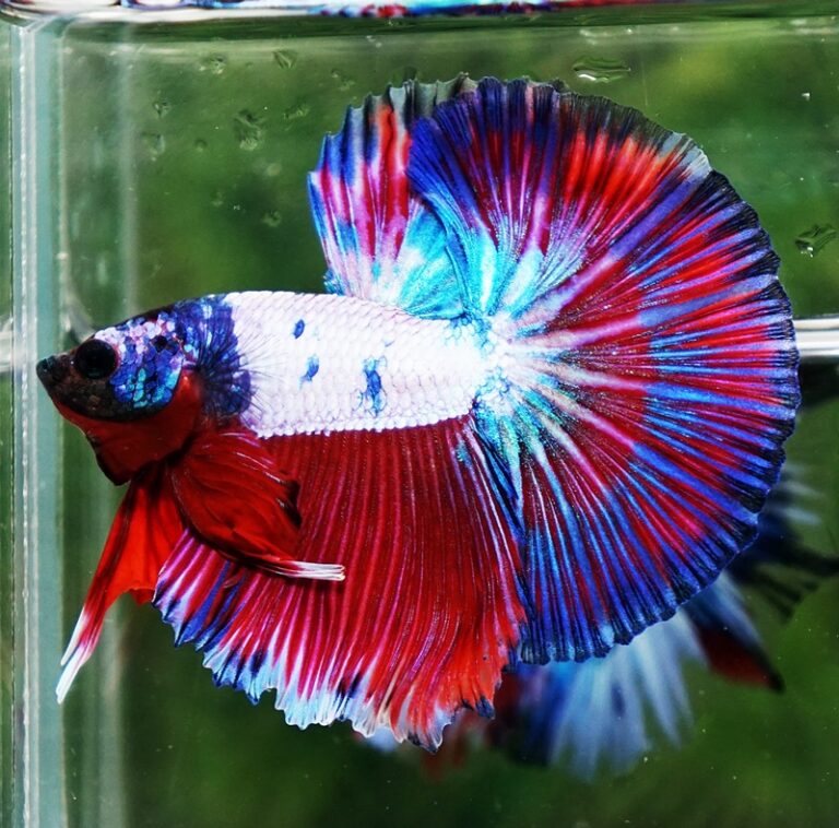 Betta fish OHM Magical Pink Blue Series - nicebettathailand.com