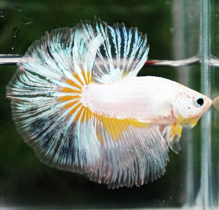 Betta fish OHM Platinum Stardust Crusader - nicebettathailand.com
