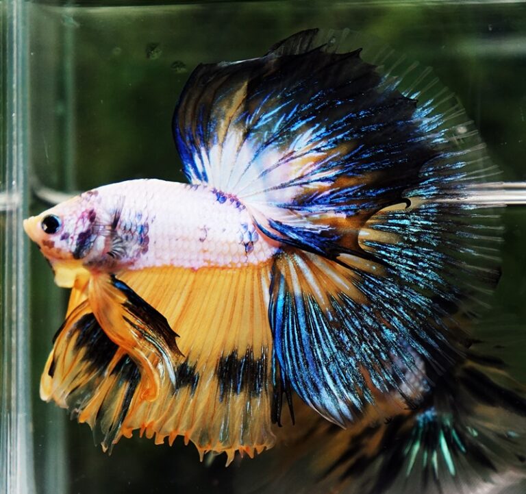 Betta fish HM Fancy Yellow Marcaw - nicebettathailand.com
