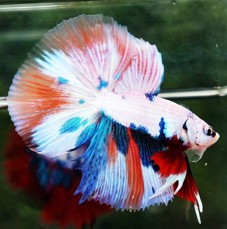 Betta fish HM Fancy Nemo Marble - nicebettathailand.com