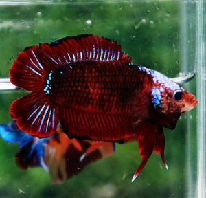 Samurai betta fish for Sale - nicebettathailand.com