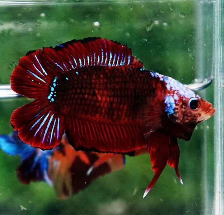 Samurai betta fish for Sale - nicebettathailand.com