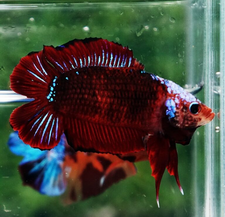 Betta fish DTPK Helment Hell Boy Warrior - nicebettathailand.com