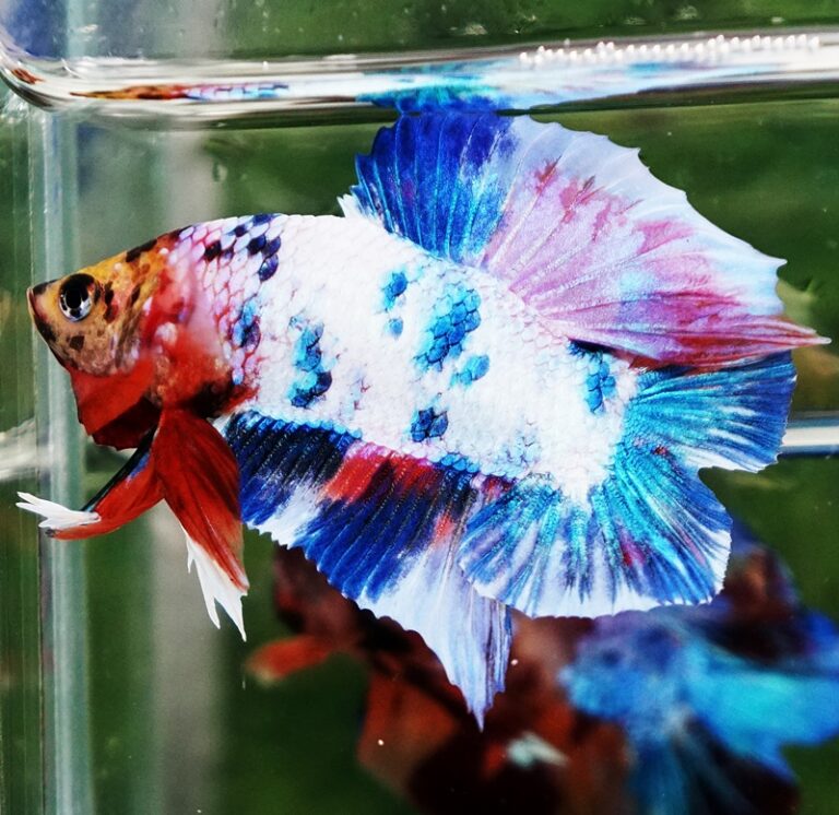 Betta fish DTPK Magical Marble Tiger Head - nicebettathailand.com