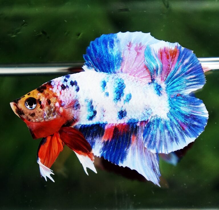 Betta fish DTPK Magical Marble Tiger Head - nicebettathailand.com