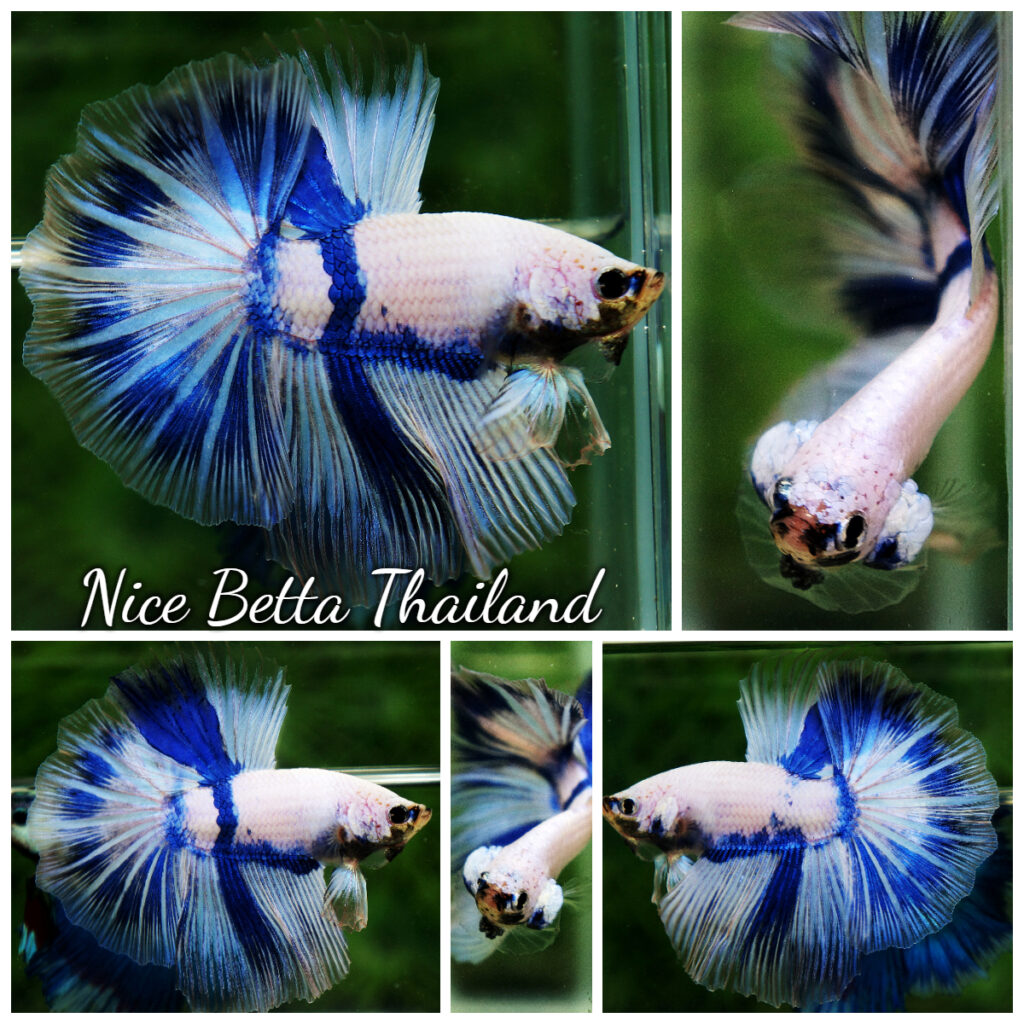Betta fish OHM Blue Posidon - nicebettathailand.com