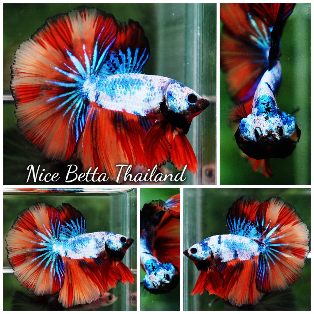 Betta fish OHM Multicolor Rainbow Dragon - nicebettathailand.com