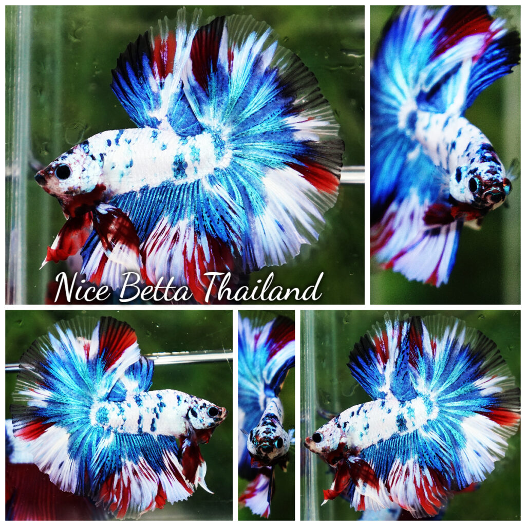 Betta fish OHM Dalmatain Captian America Hawk - nicebettathailand.com