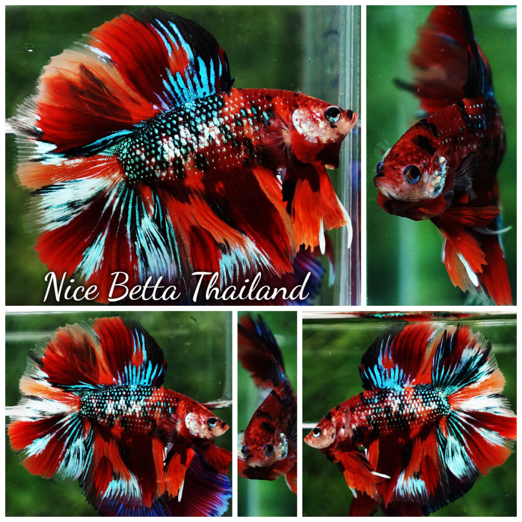 Betta fish Winner 2ND Competition DTHM Multicolor Emerald ...