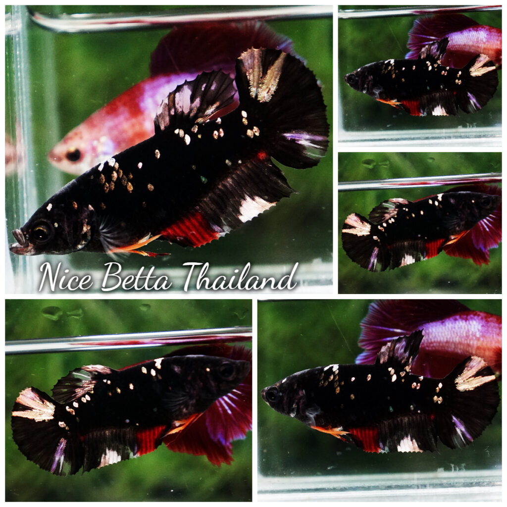 Betta fish Female HMPK Nebula Avatar - nicebettathailand.com