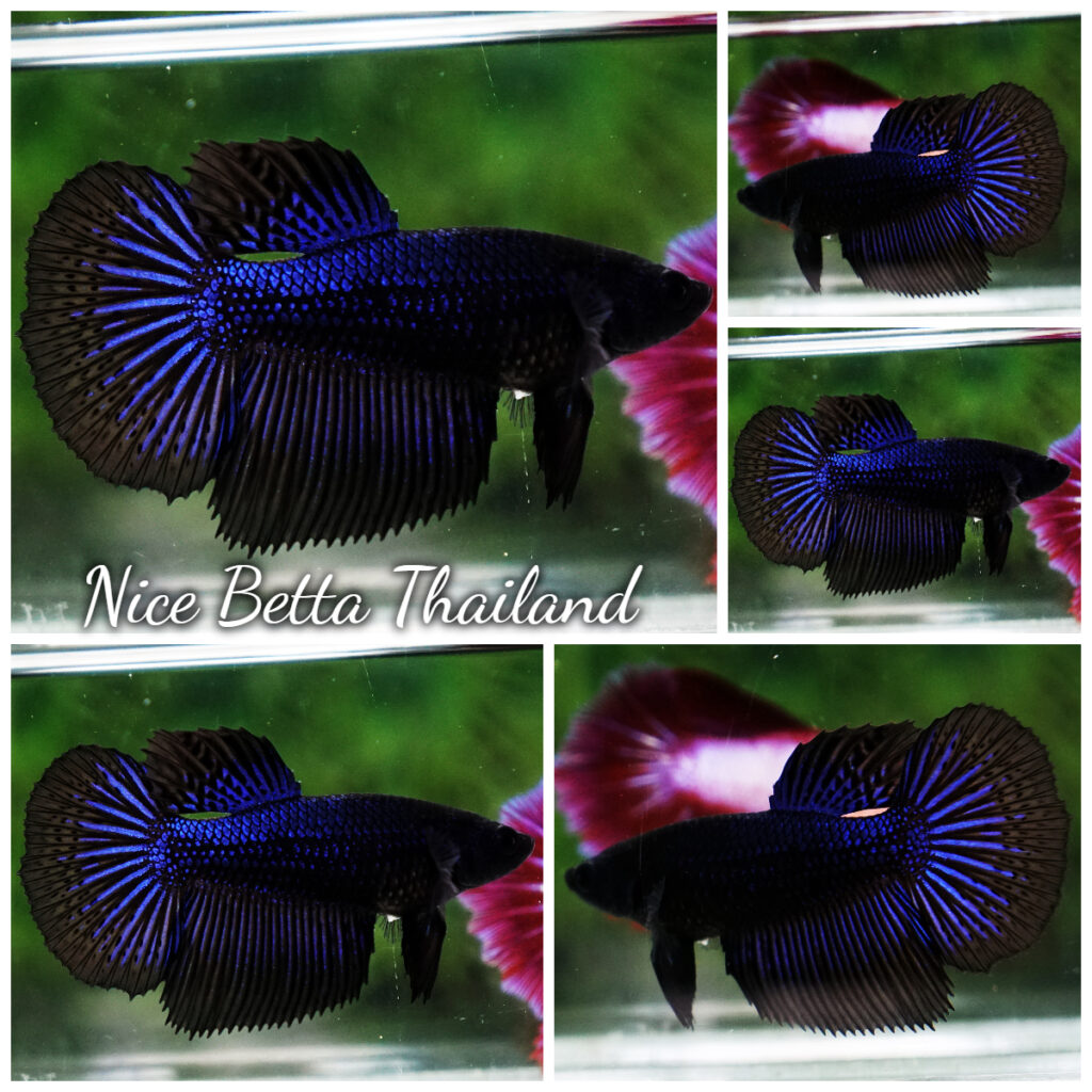 Betta fish Female HM Blue Black Peacock - nicebettathailand.com